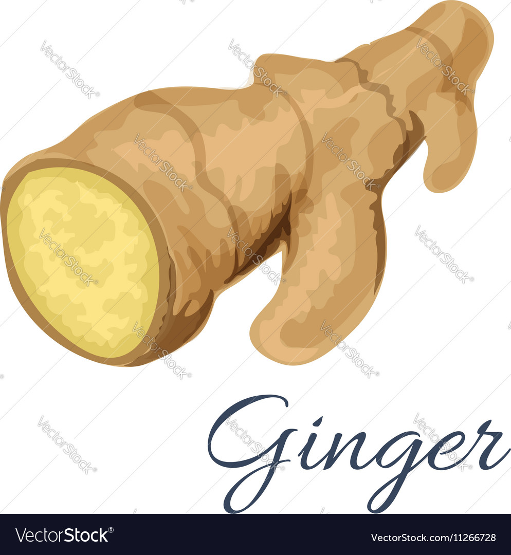 Ginger root spice isolated icon Royalty Free Vector Image Ginger root spice isolated icon Royalty Free Vector Image