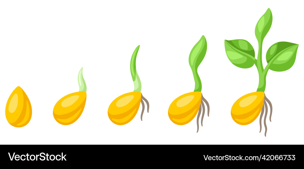 Seeds germination stages for sowing agricultural Vector Image
