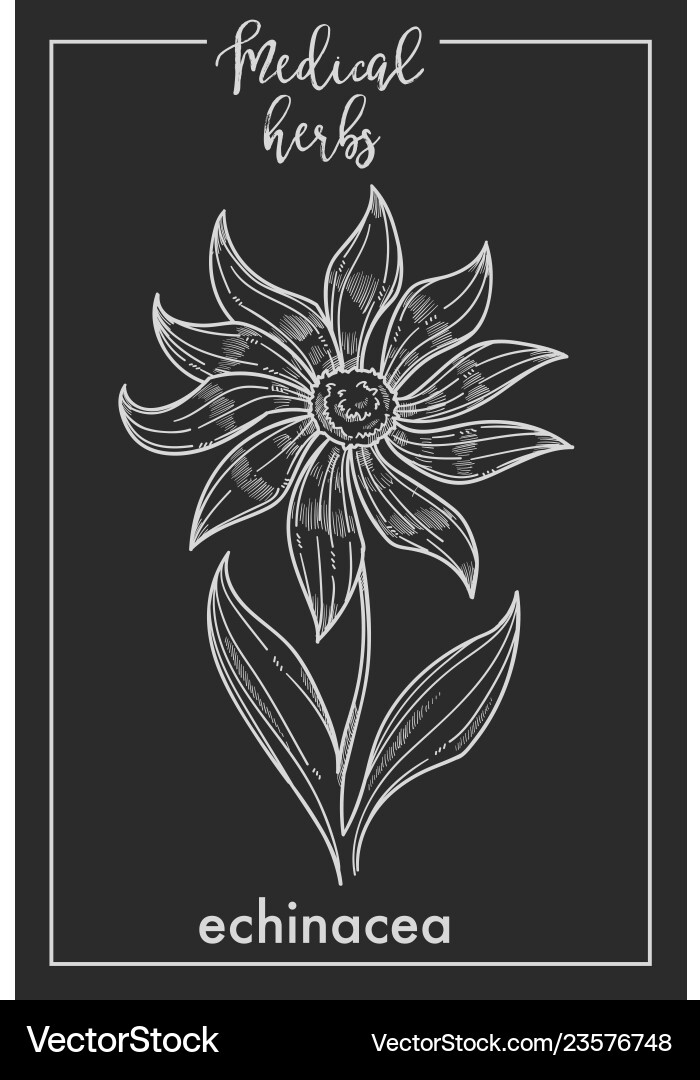 Echinacea medical herb sketch botanical design Vector Image