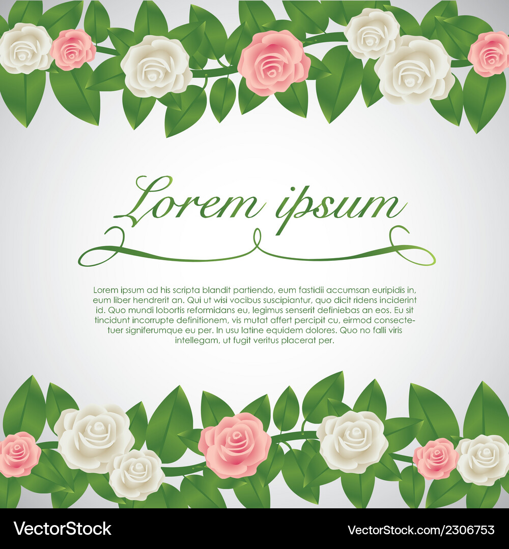 Card background pink and white roses Royalty Free Vector