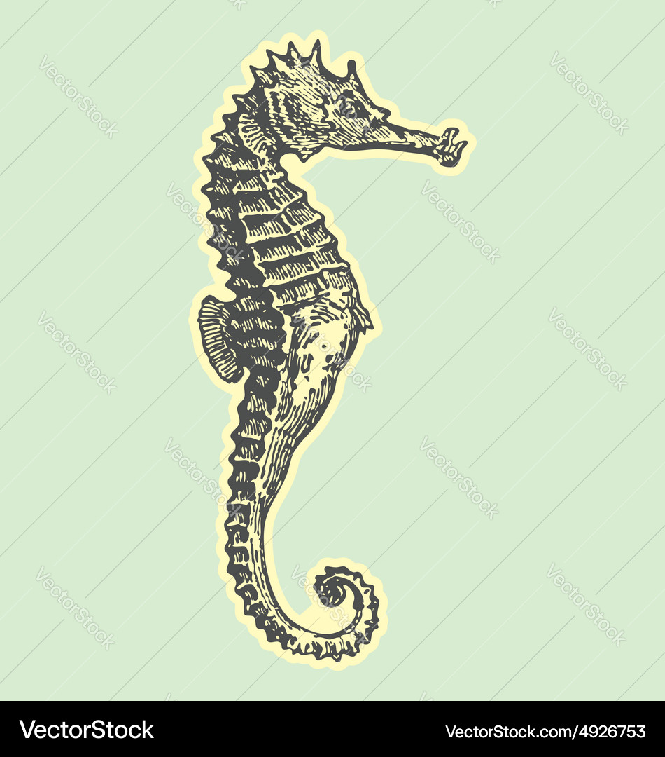 Hand drawn sea horse Royalty Free Vector Image
