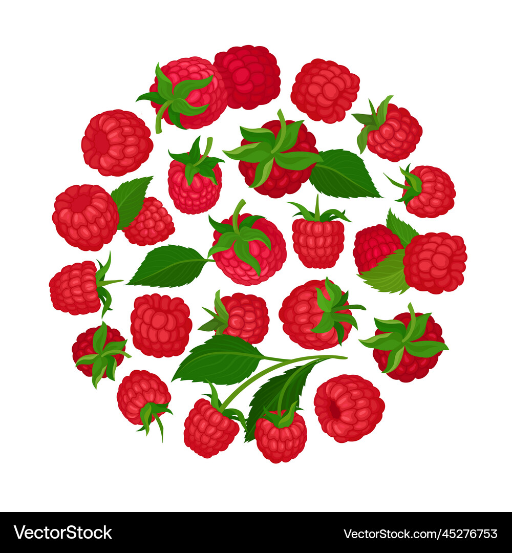 Juicy raspberry in round shape fresh organic ripe Vector Image