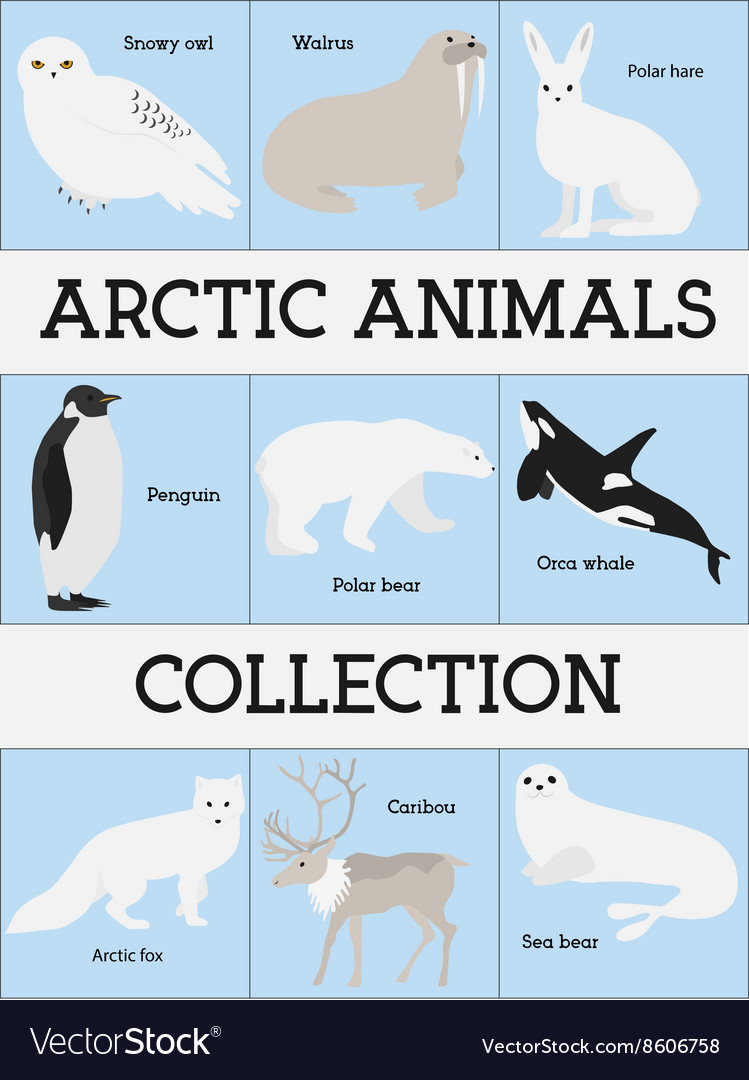 Arctic animals collection Royalty Free Vector Image