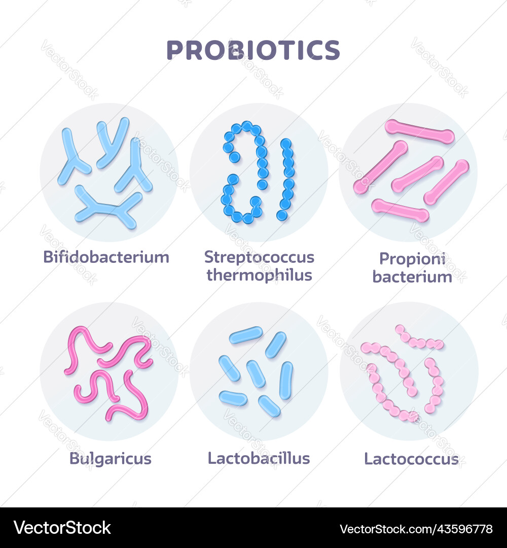 Set of 3d render probiotic bacteria bulgaricus Vector Image