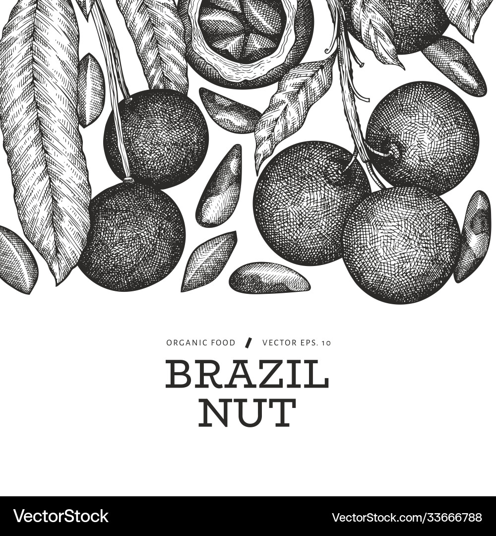 Hand drawn brazilian branch and kernels Royalty Free Vector