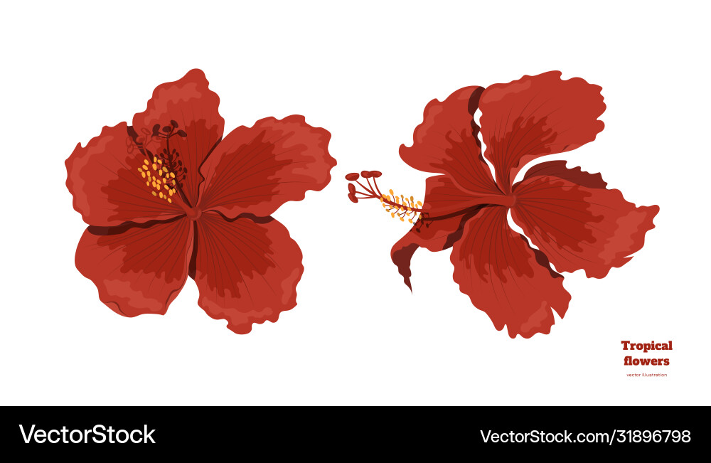 Isolated tropical flowers hibiscus image Vector Image