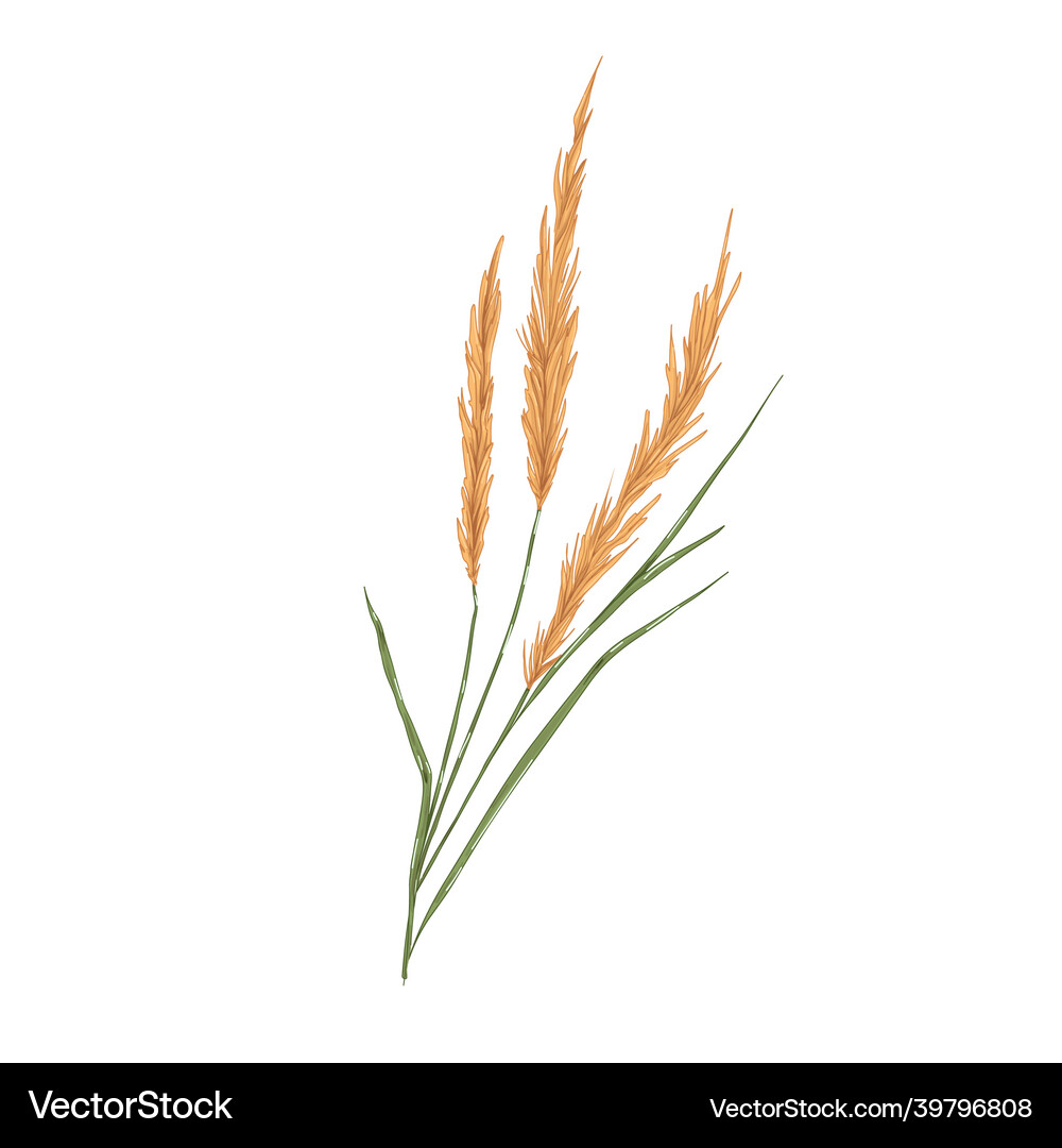 Reed grass field plant with spikes Royalty Free Vector Image