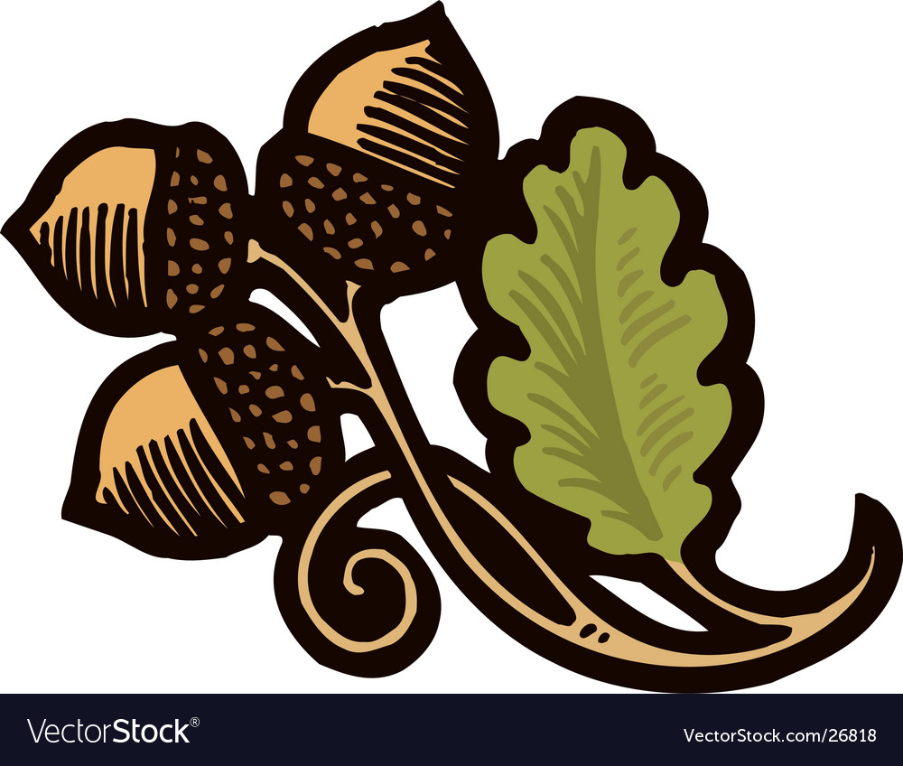 Acorn Royalty Free Vector Image - VectorStock Acorn Royalty Free Vector Image - VectorStock