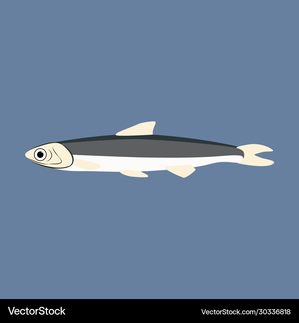 Anchovy fish fresh marine seafood Royalty Free Vector Image