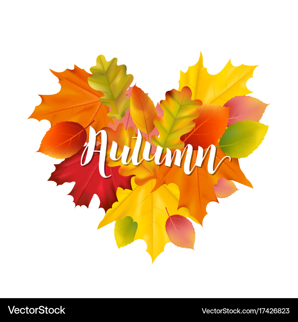 Colorful autumn leaves design Royalty Free Vector Image