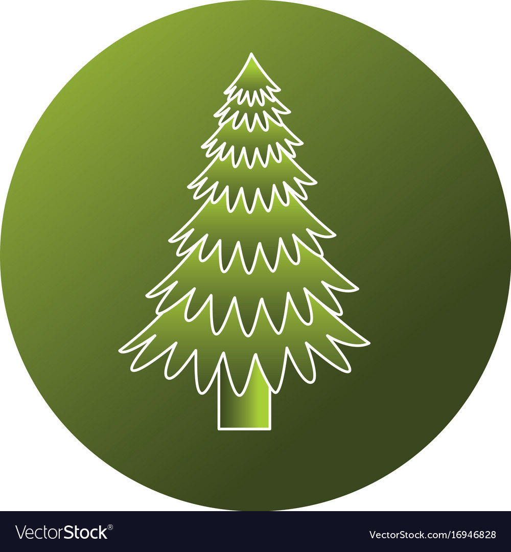 Pine tree isolated icon Royalty Free Vector Image