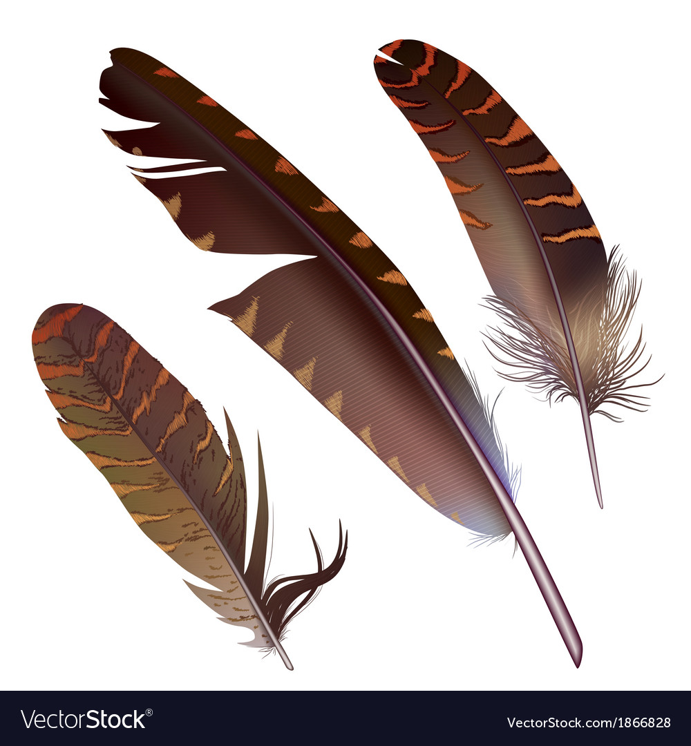Set of isolated feathers on white background Vector Image