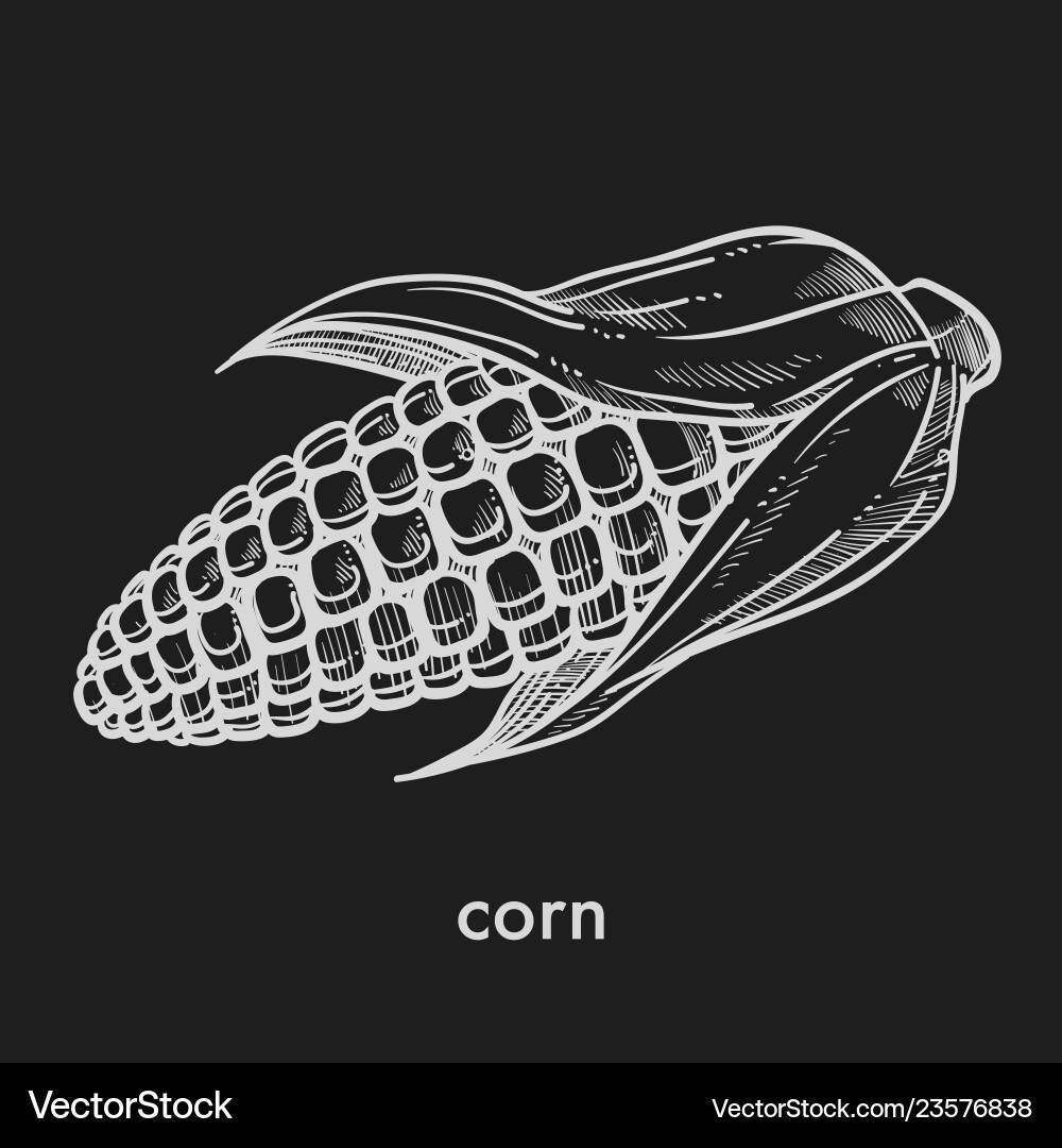 Ripe organic ear corn grown at fram monochrome Vector Image