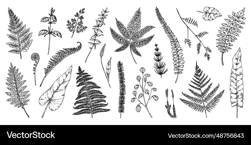 Fern leaves forest foliage monochrome sketch Vector Image