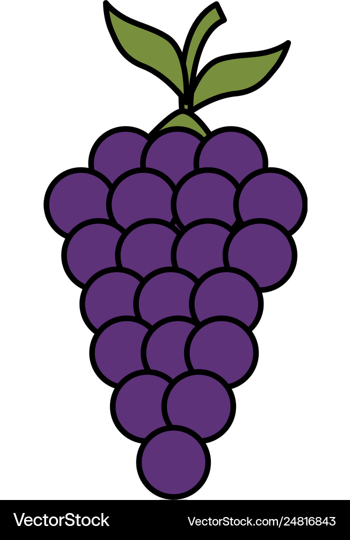 Fresh grapes fruits icon Royalty Free Vector Image