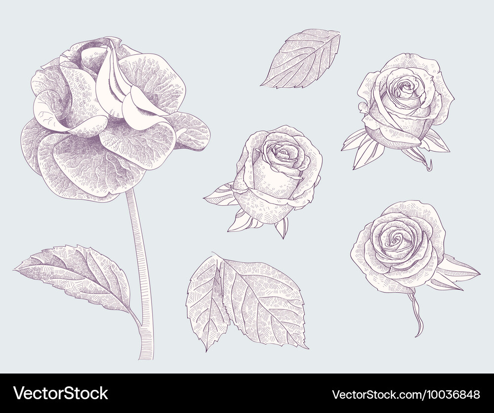 Collection of engraved roses and leafs Royalty Free Vector
