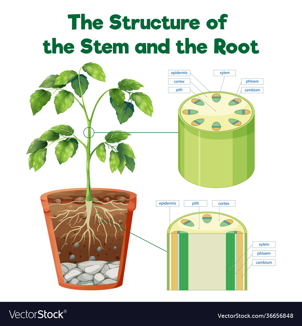 Structure stem and root Royalty Free Vector Image