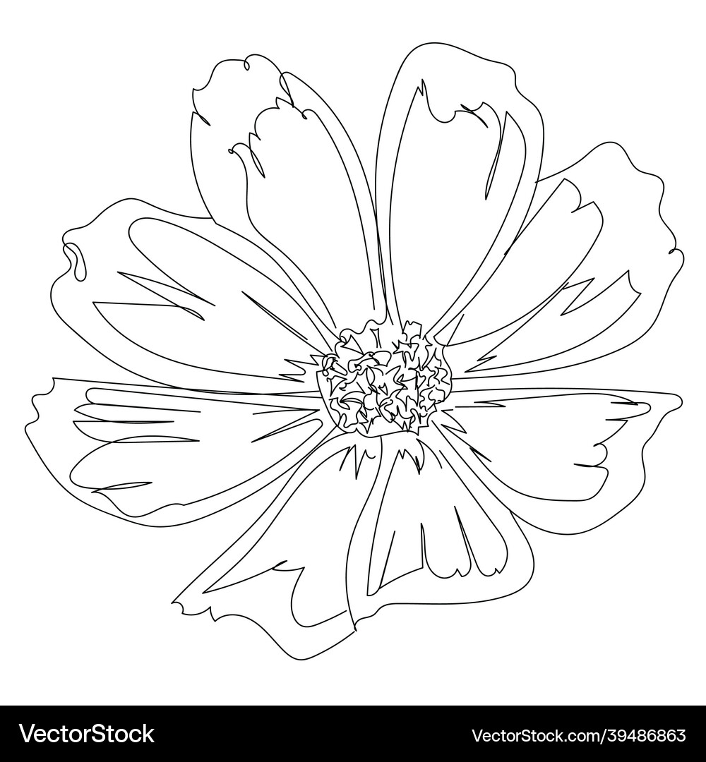Garden cosmos flower line drawing Royalty Free Vector Image