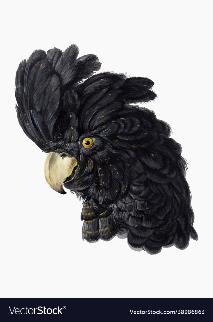 Template trace Royalty Free Vector Image - VectorStock