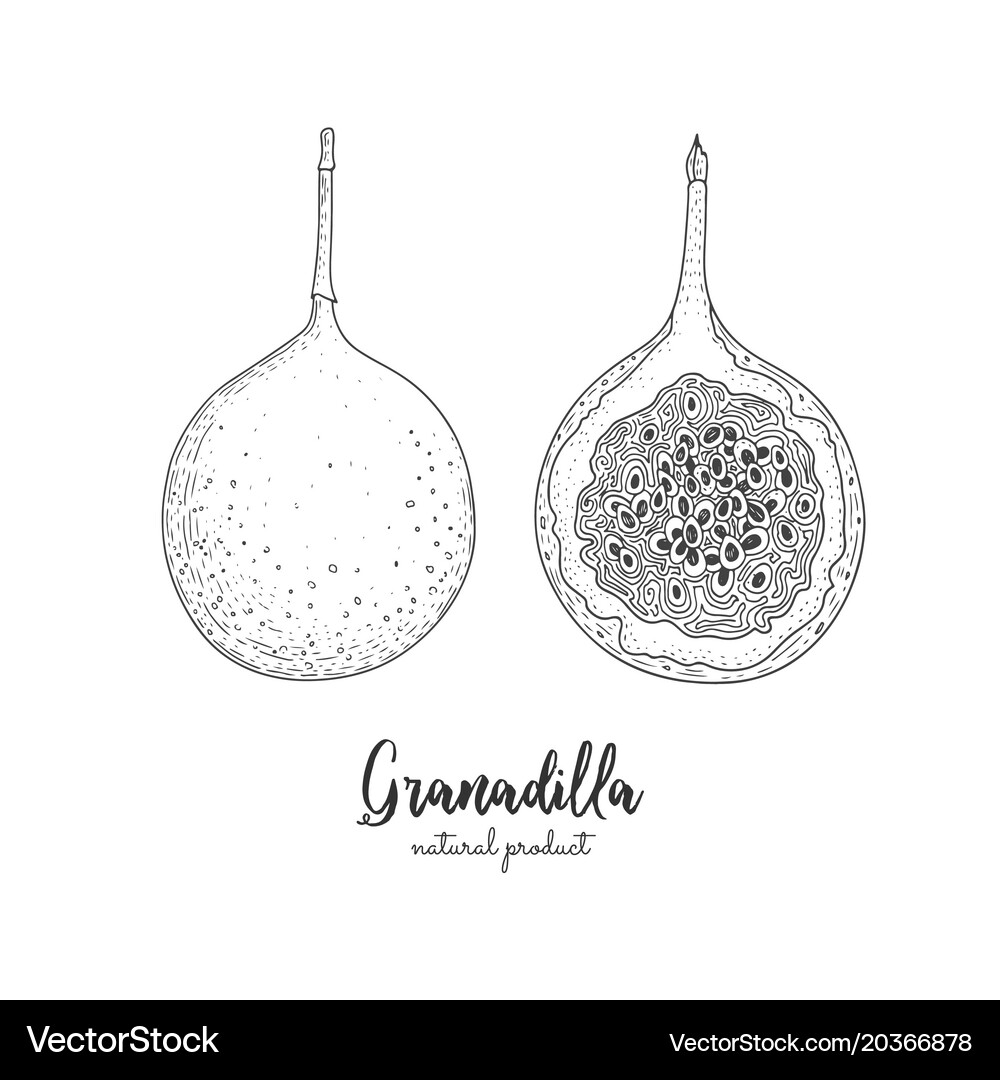 Hand drawn of granadilla isolated Royalty Free Vector Image