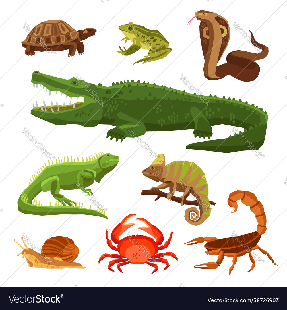 Reptiles and amphibians set Royalty Free Vector Image