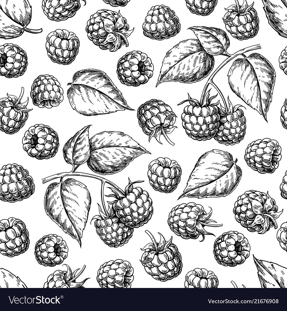Raspberry seamless pattern drawing Royalty Free Vector Image