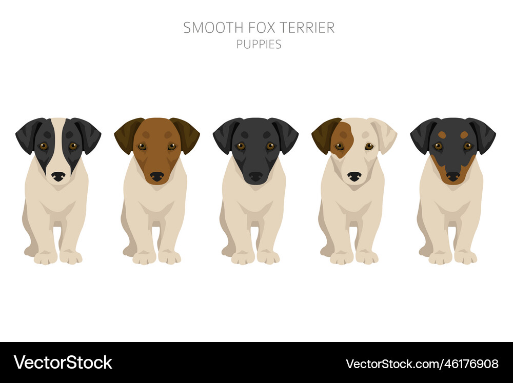 Smooth fox terrier clipart different poses coat Vector Image