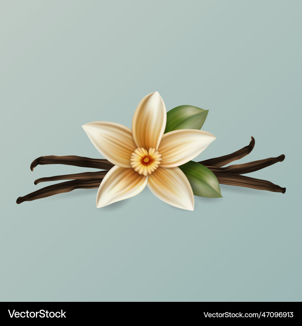 3d realistic sweet scented fresh vanilla Vector Image