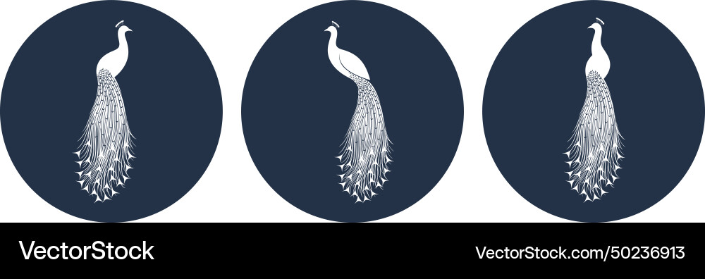 Peacock Royalty Free Vector Image - VectorStock