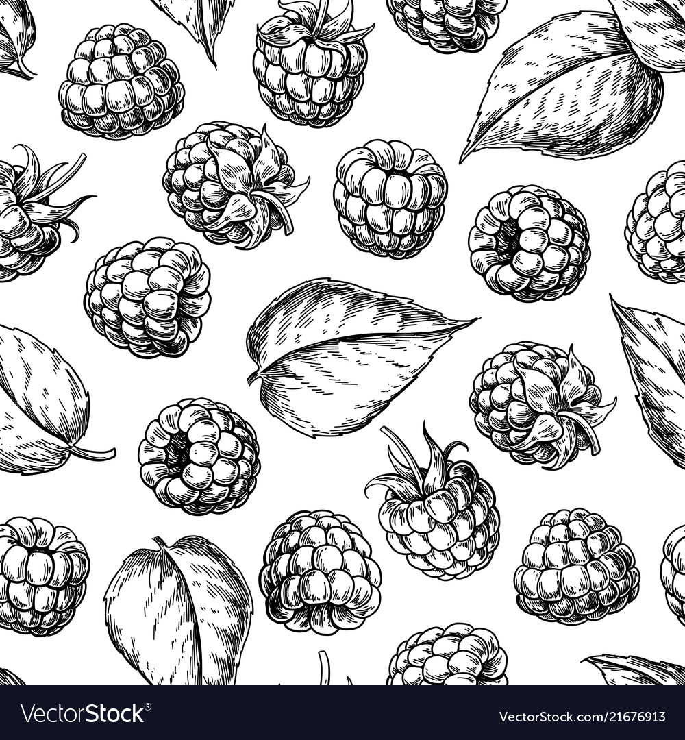 Raspberry seamless pattern drawing Royalty Free Vector Image