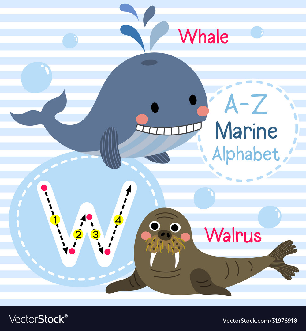 Letter w tracing whale walrus marine alphabet Vector Image