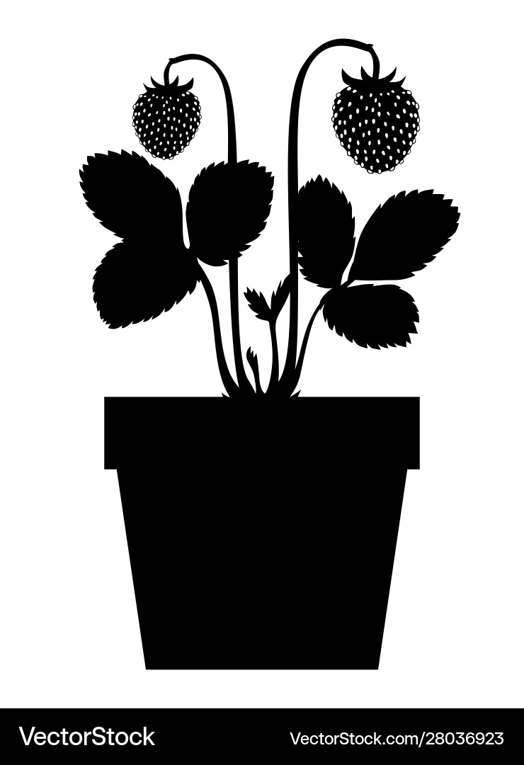 Seedling strawberry with berries in pot Royalty Free Vector