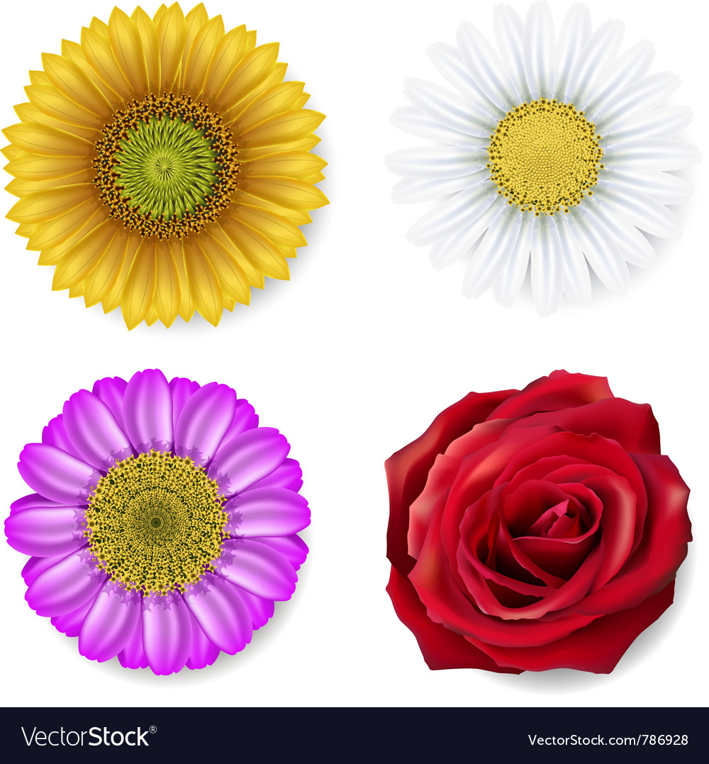 Different flowers Royalty Free Vector Image - VectorStock