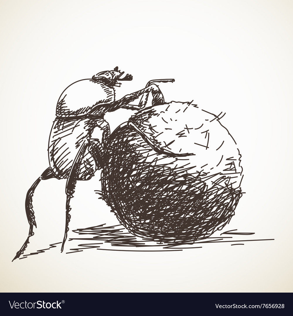 Dung beetle Royalty Free Vector Image - VectorStock