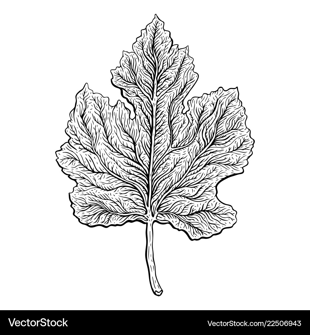 Beautiful detailed leaf botanical hand drawn Vector Image