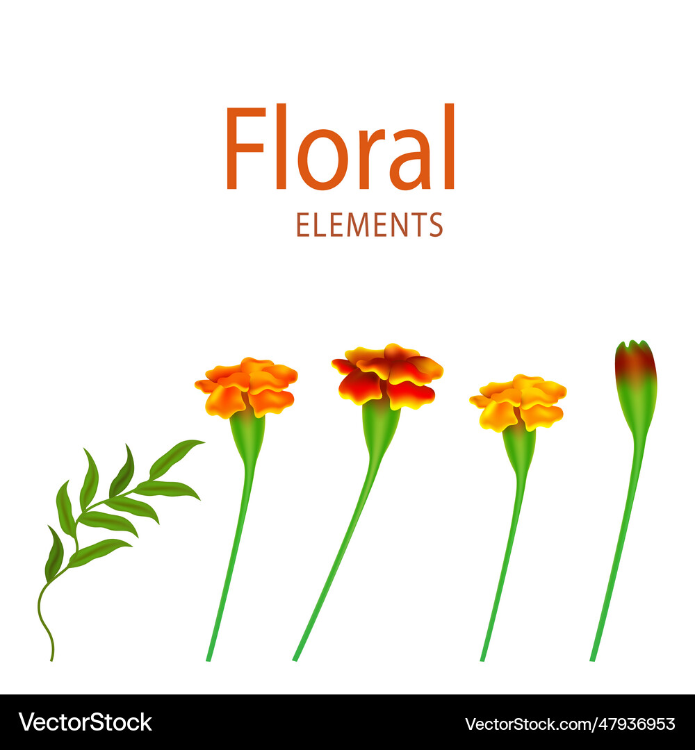 Floral elements like as marigold flowers bud Vector Image