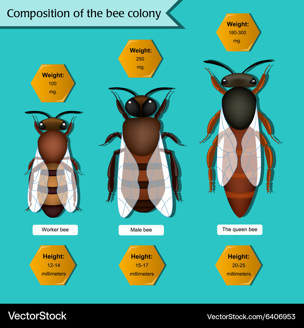 Informative poster on the composition of bee Vector Image
