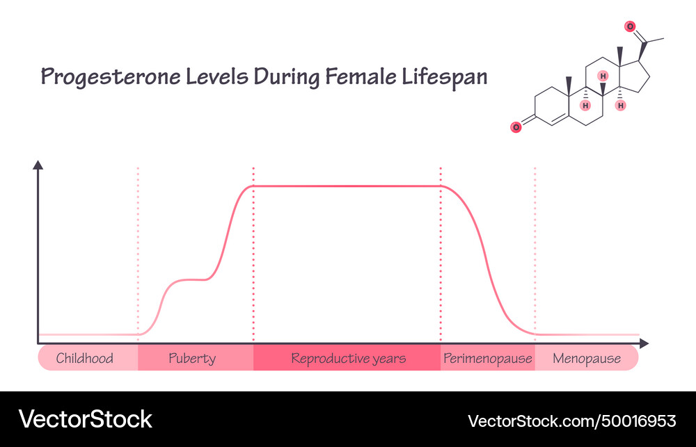 Progesterone levels Royalty Free Vector Image - VectorStock