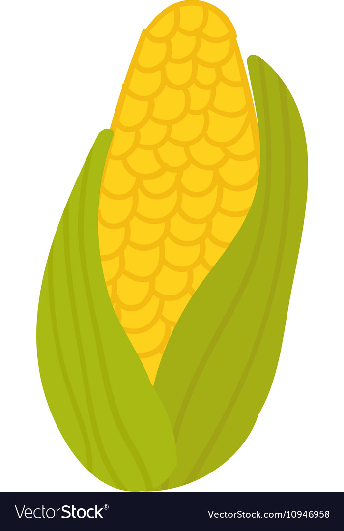 Corn cobs Royalty Free Vector Image - VectorStock