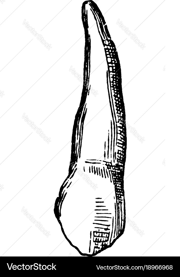 Vintage Canine Tooth Line Art Royalty Free Vector Image