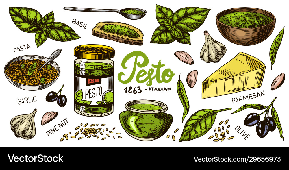 Pesto sauce set basil leaves garlic pine nuts Vector Image