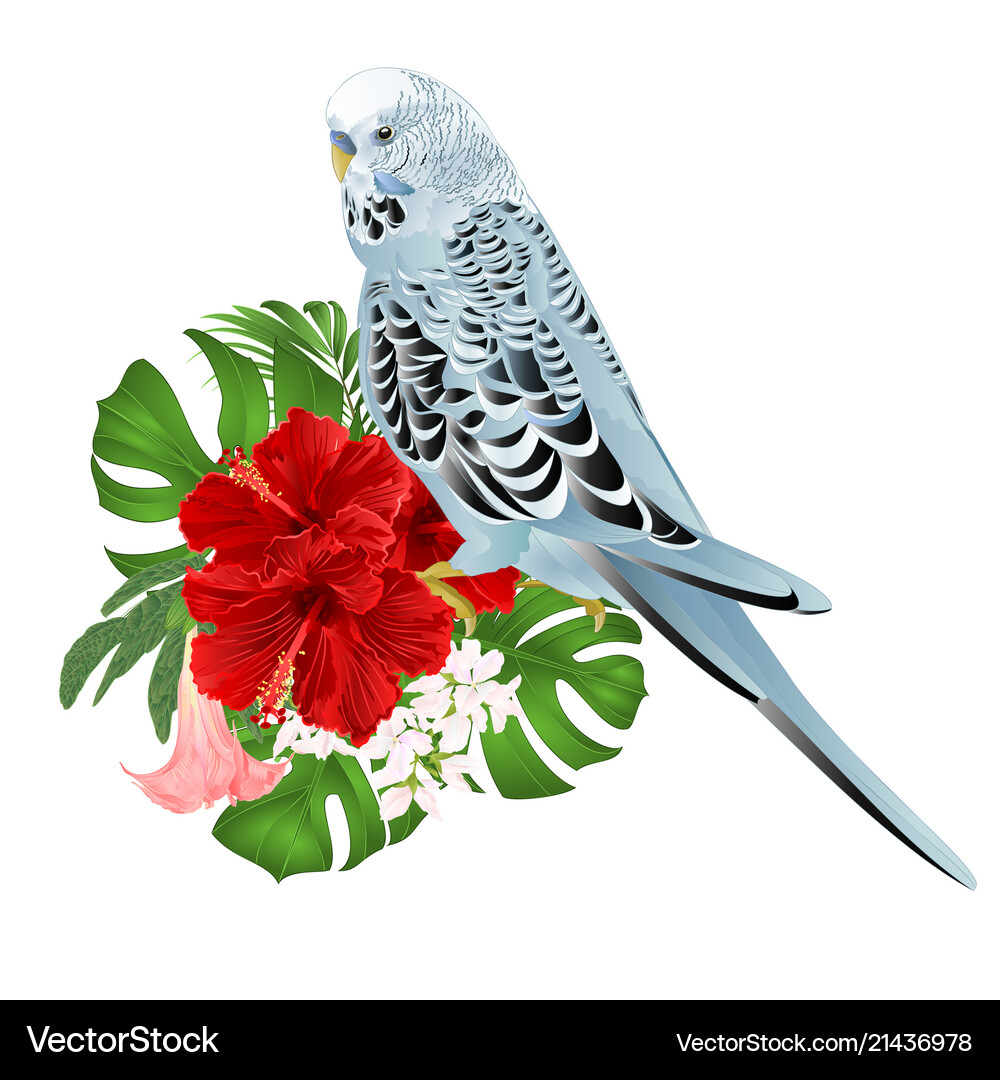 Budgerigar home pet blue pet parakeet Royalty Free Vector