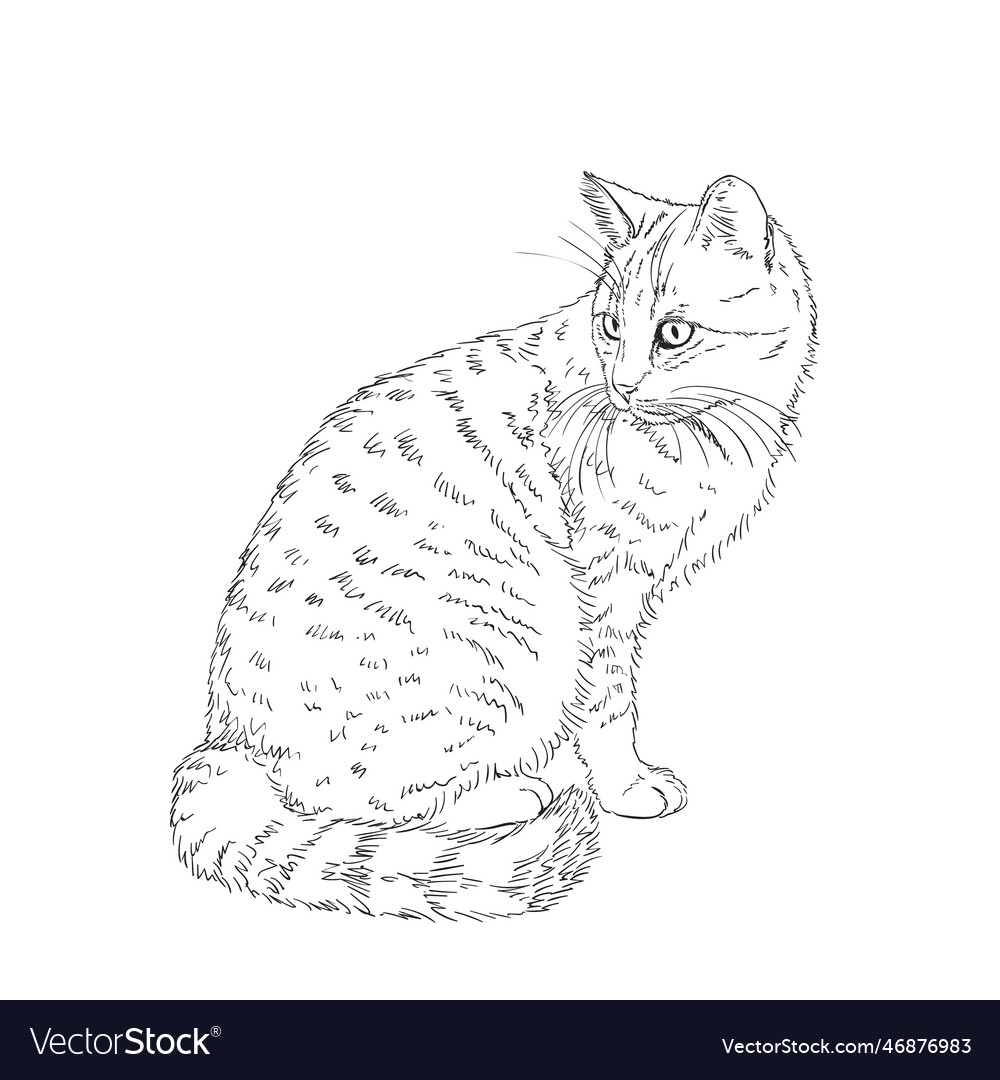 Cat Royalty Free Vector Image - VectorStock