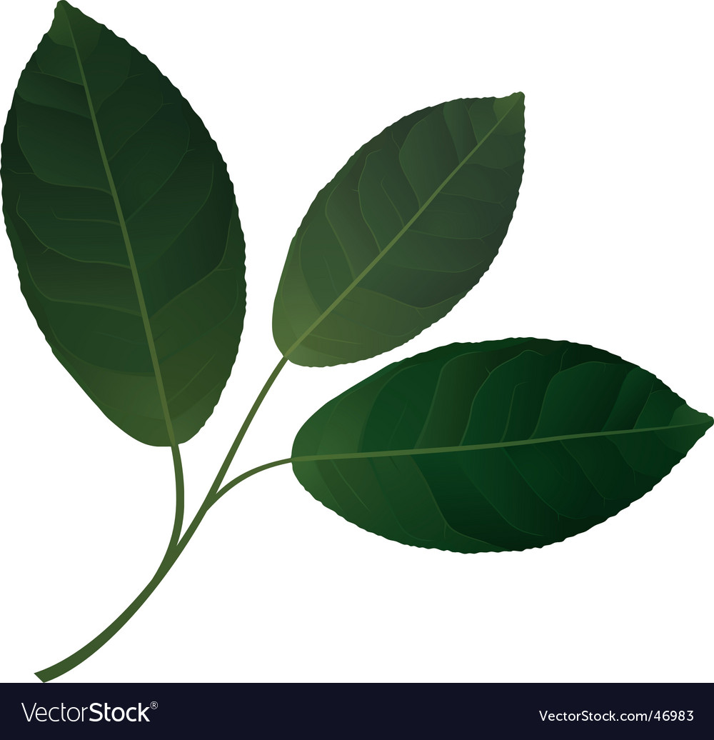 Green leafs background Royalty Free Vector Image