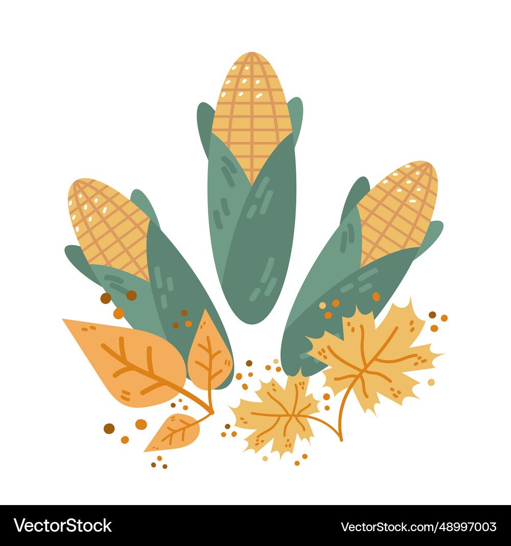 Corn cobs with orange leaves autumn harvest Vector Image