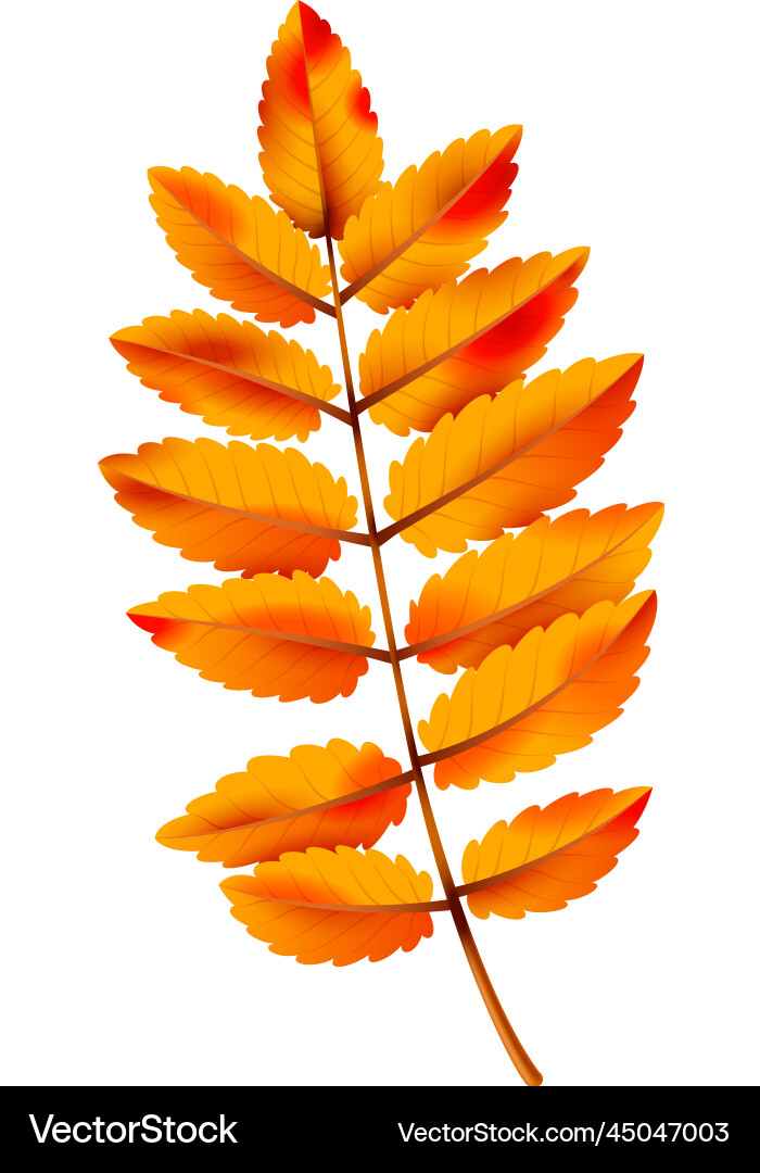 Realistic autumn leaf fall orange wood foliage Vector Image