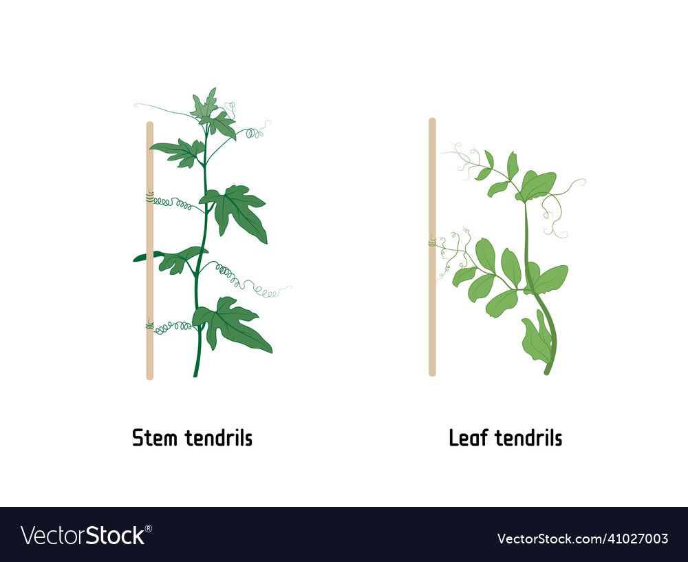 Stem Tendril New Growth Counterbalancing The Old | Portraits Of