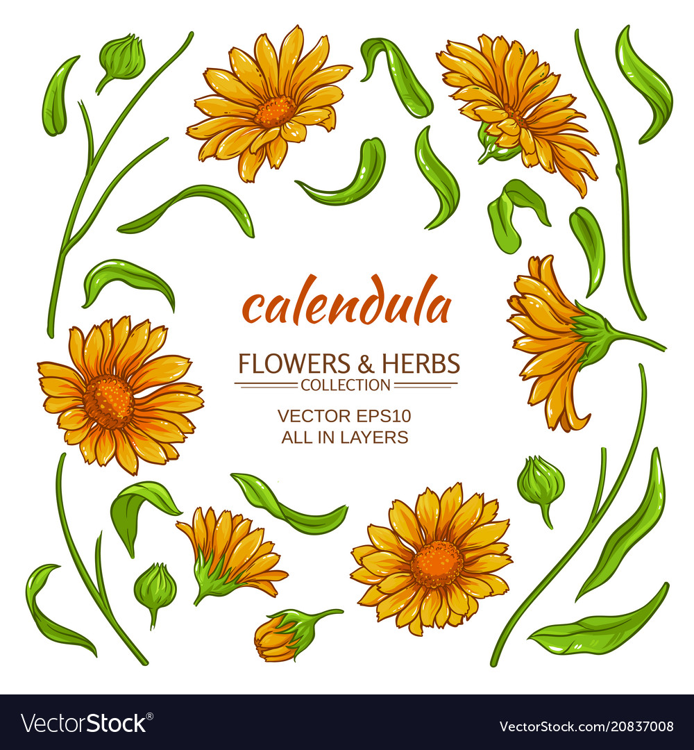 Calendula elements set Royalty Free Vector Image