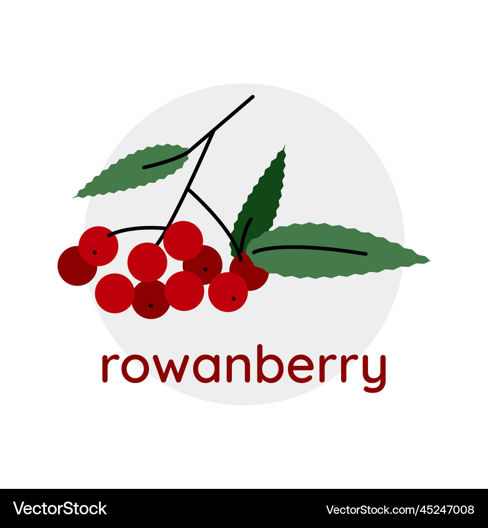 Red berries of rowan text rowanberry gradient Vector Image