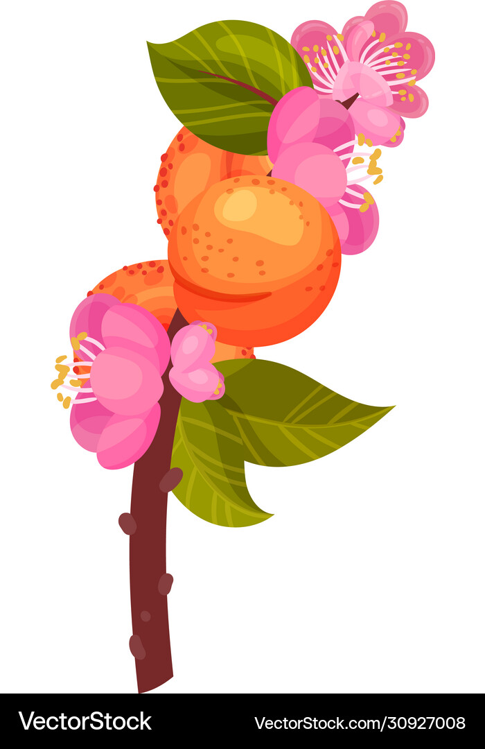 Ripe orange apricots hanging on leafy tree branch Vector Image